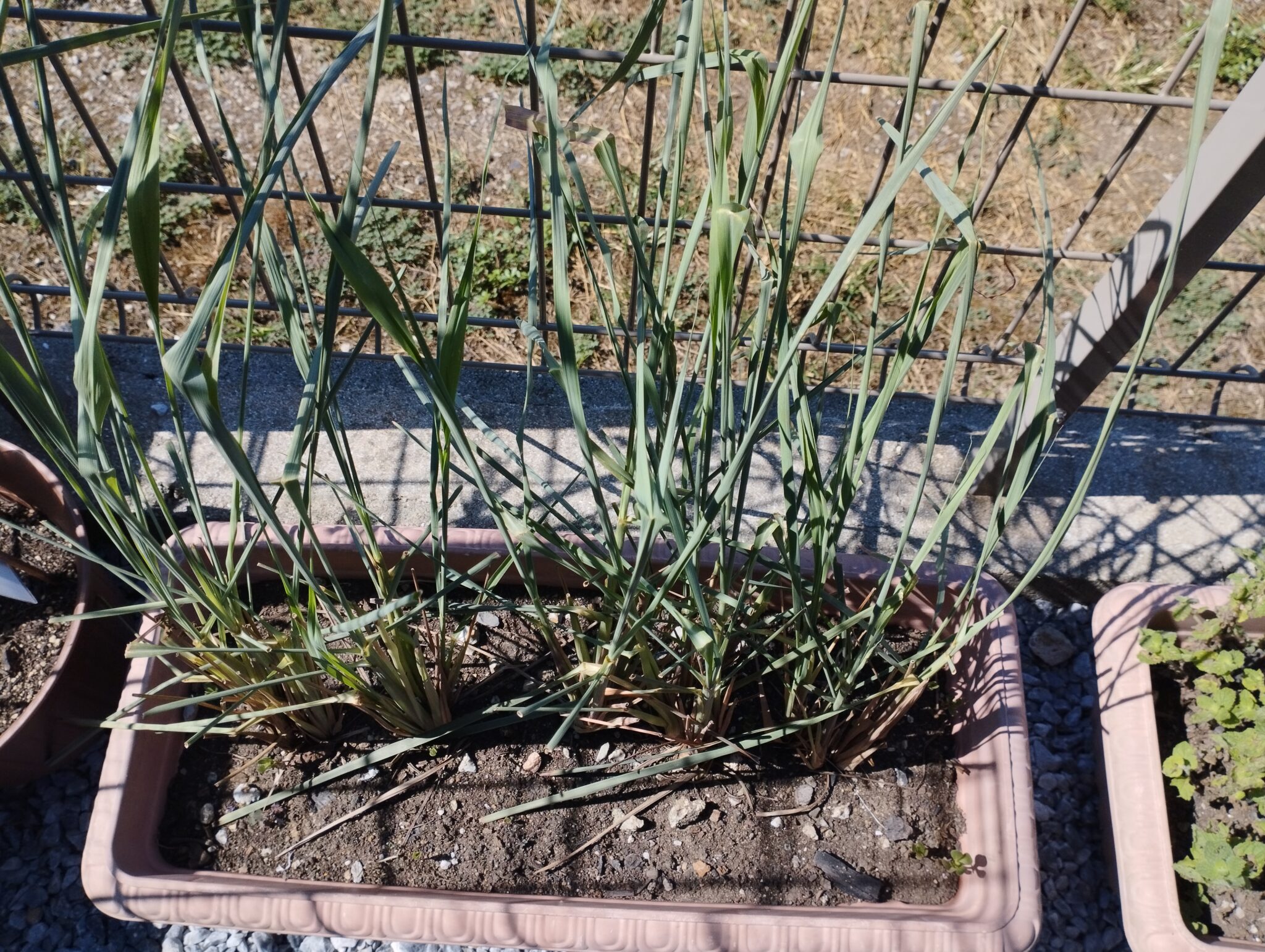 レモングラスを乾燥させてレモングラスティーを作ってみた hamamaブログ～30代から40代へ専業主婦の忙しい毎日を楽しくするコツ